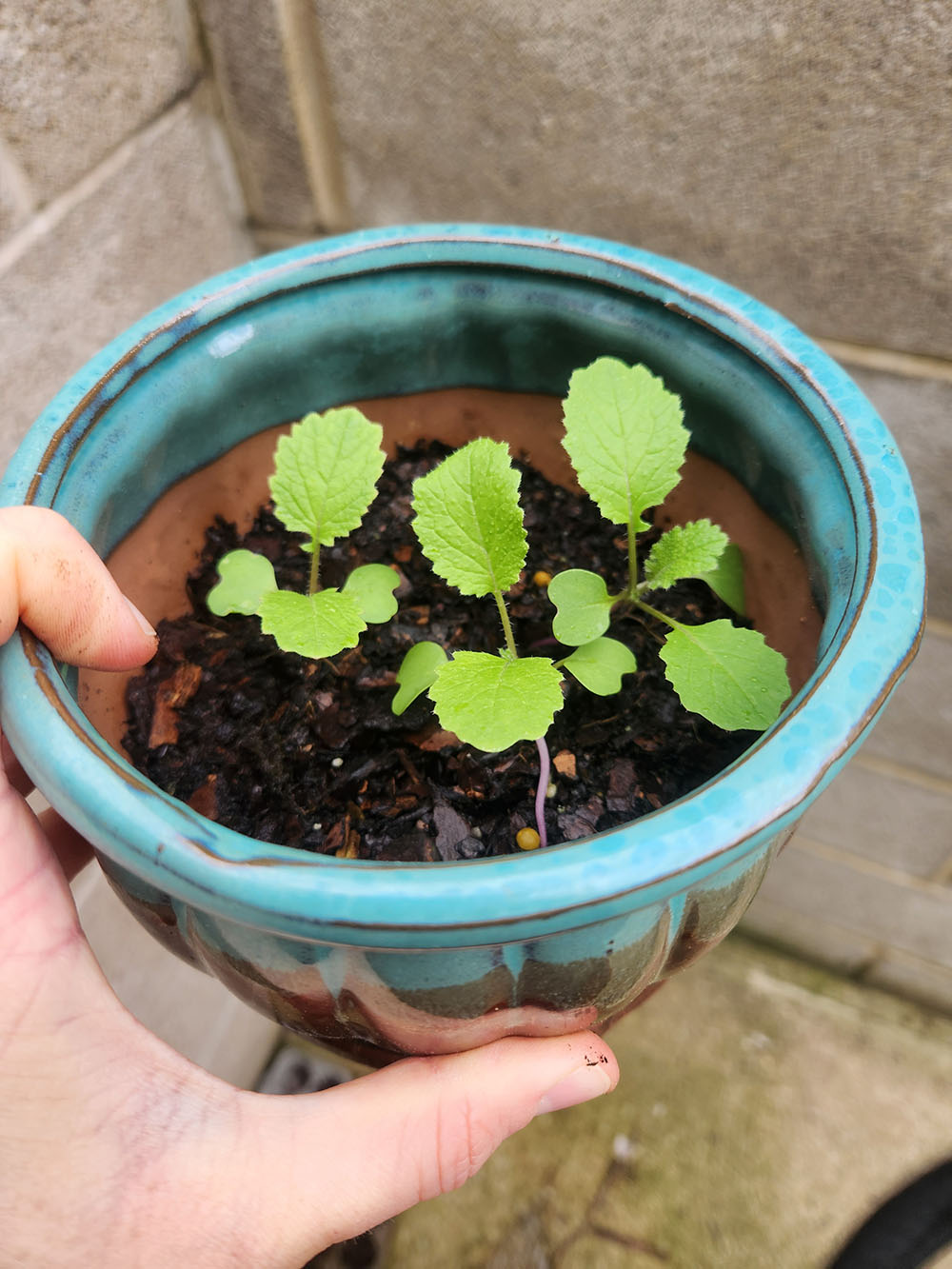 Growing Pains – Slow Food Philadelphia