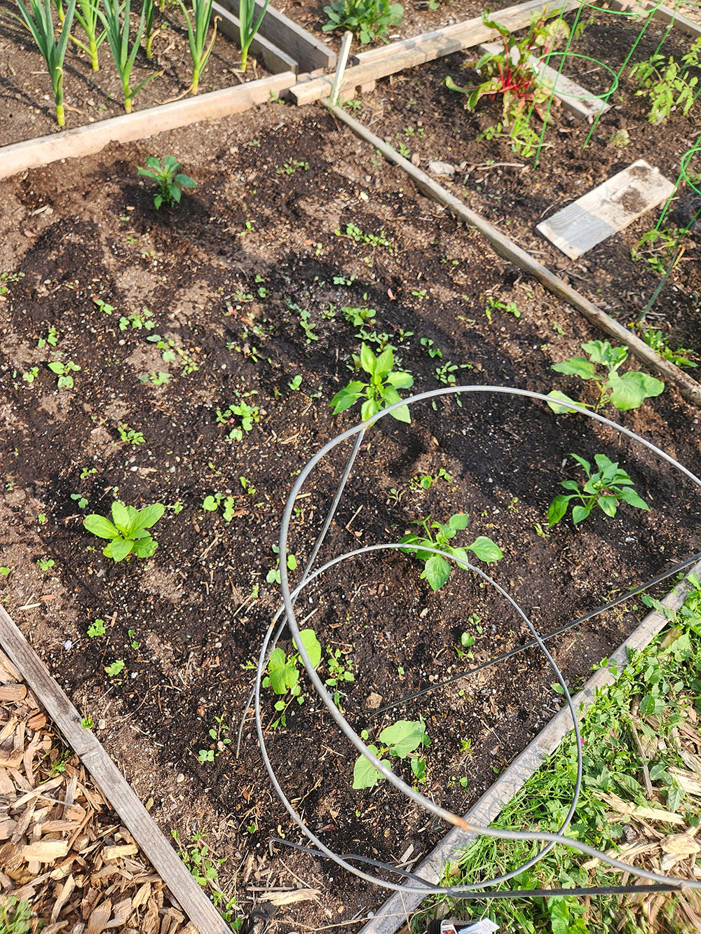 Growing Pains – Slow Food Philadelphia